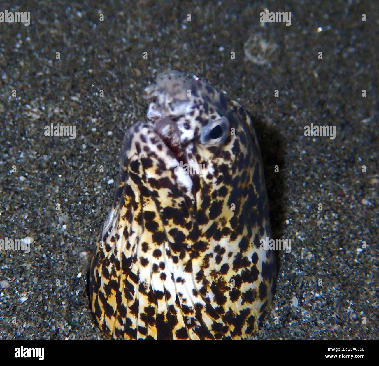 Marbled Snake Eel (Callechelys marmorata), Actinopterygii, Dibab, Red ...