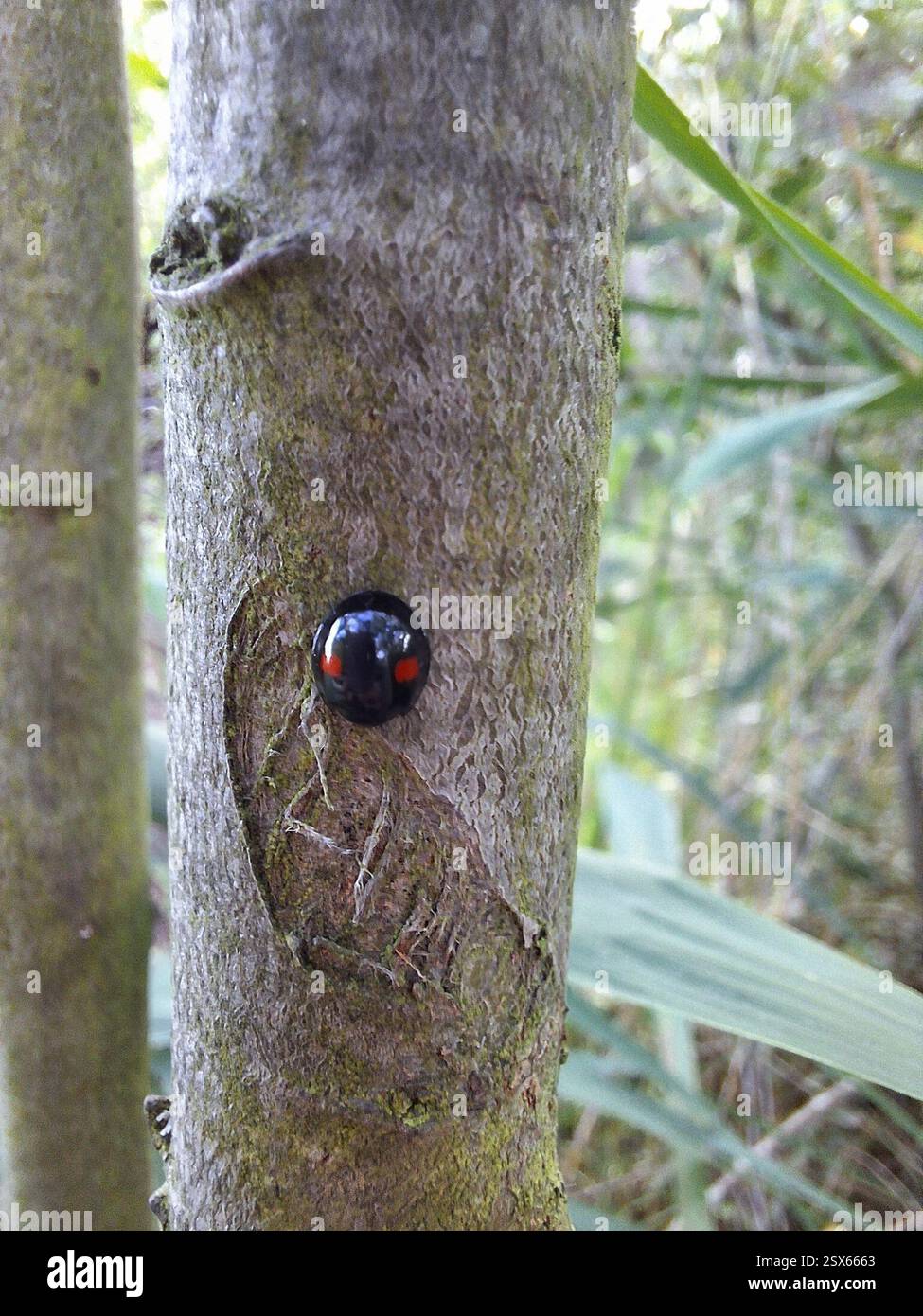 Kidney-spot Ladybird (Chilocorus renipustulatus), Insecta, Ørestad Syd ...