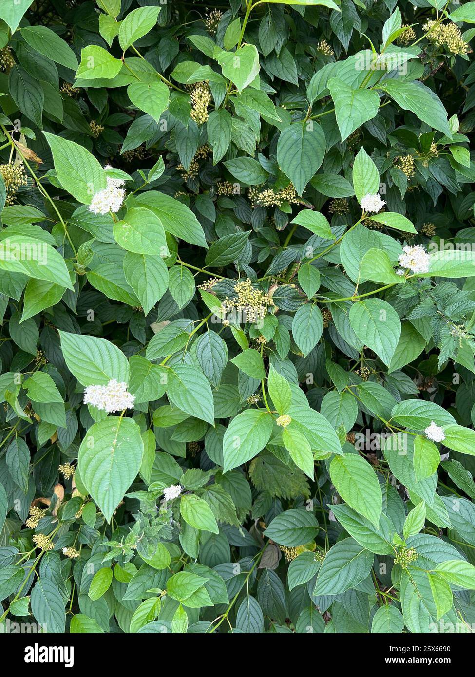 red osier dogwood (Cornus sericea), Plantae, Church Road, Hockley ...