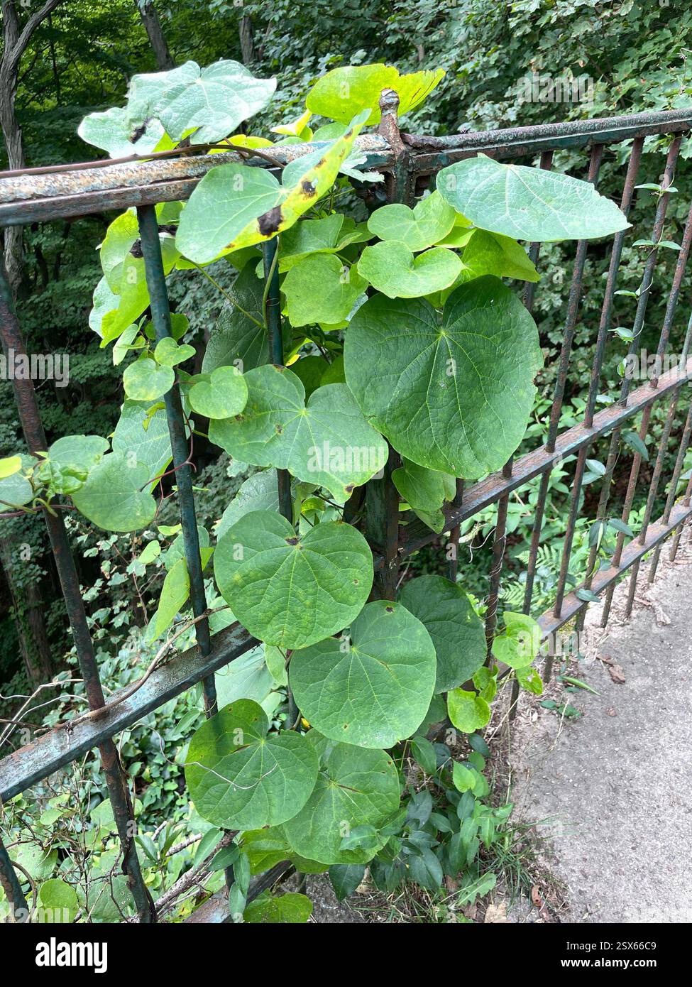 moonseed (Menispermum canadense), Plantae, Palisades Interstate Park ...