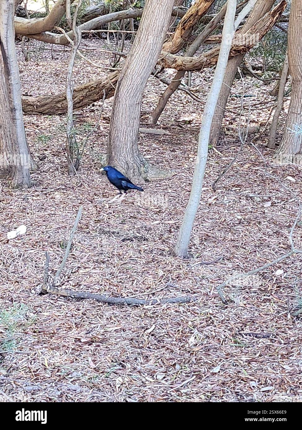 Satin Bowerbird (Ptilonorhynchus violaceus), Aves, Australian National Botanic Gardens Stock ...