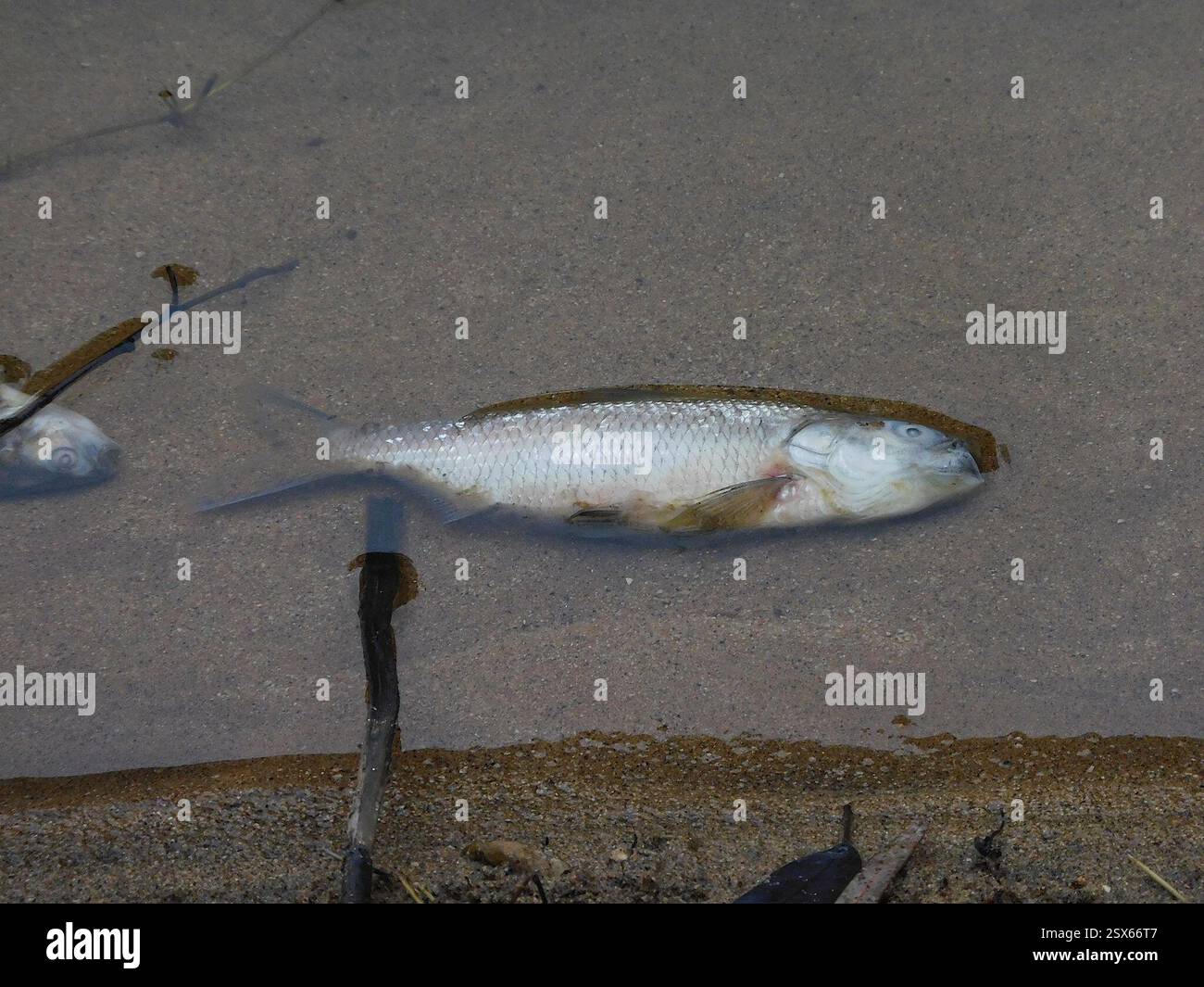 Bony Bream (Nematalosa erebi), Actinopterygii, Ormiston Gorge, Mount ...