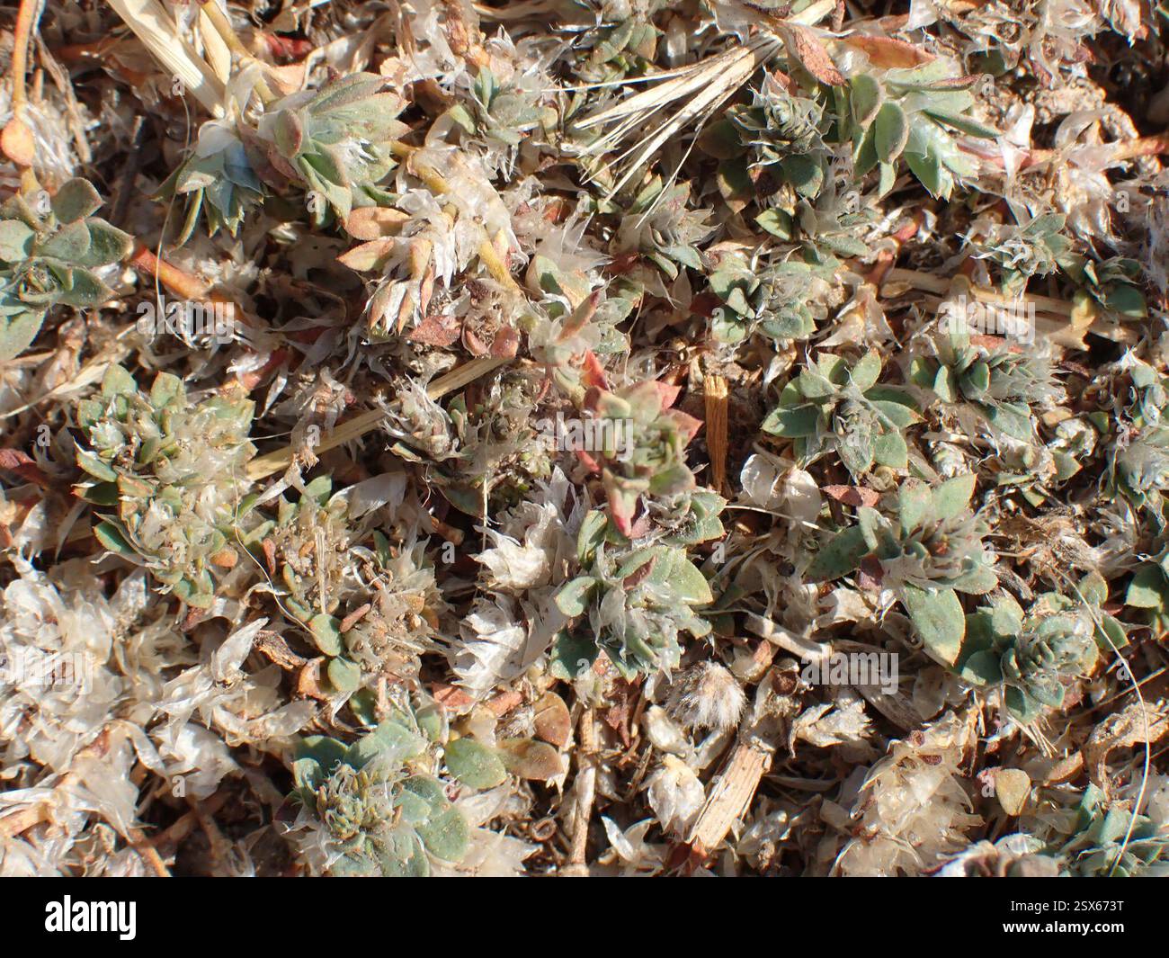 Algerian Tea (Paronychia argentea), Plantae, Leucate, France Stock ...