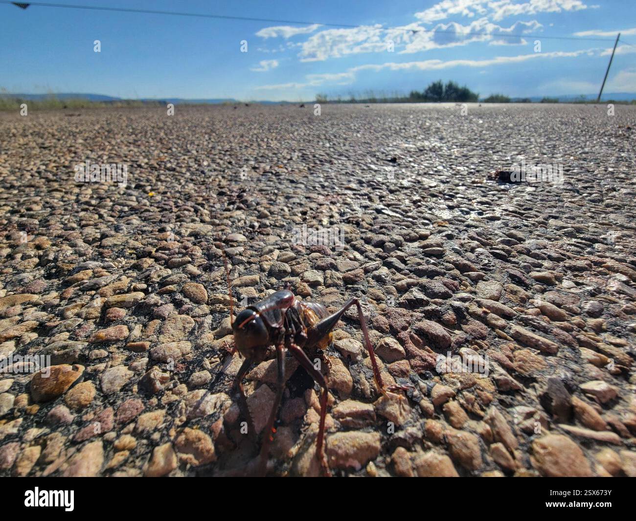 Mormon Cricket (Anabrus simplex), Insecta, Rangely, CO 81648, USA Stock ...