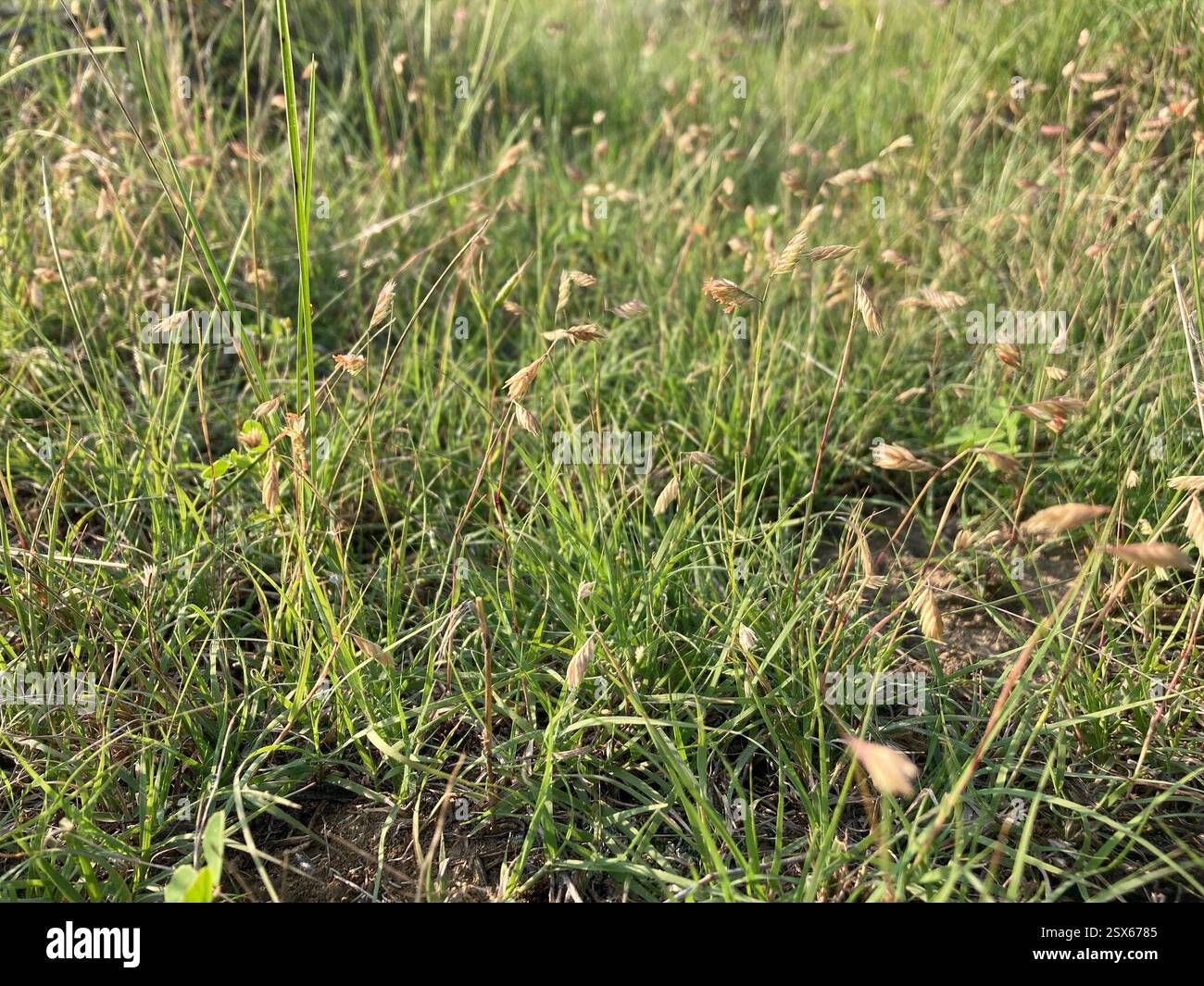 buffalograss (Bouteloua dactyloides), Plantae, Alzada, MT, US Stock ...