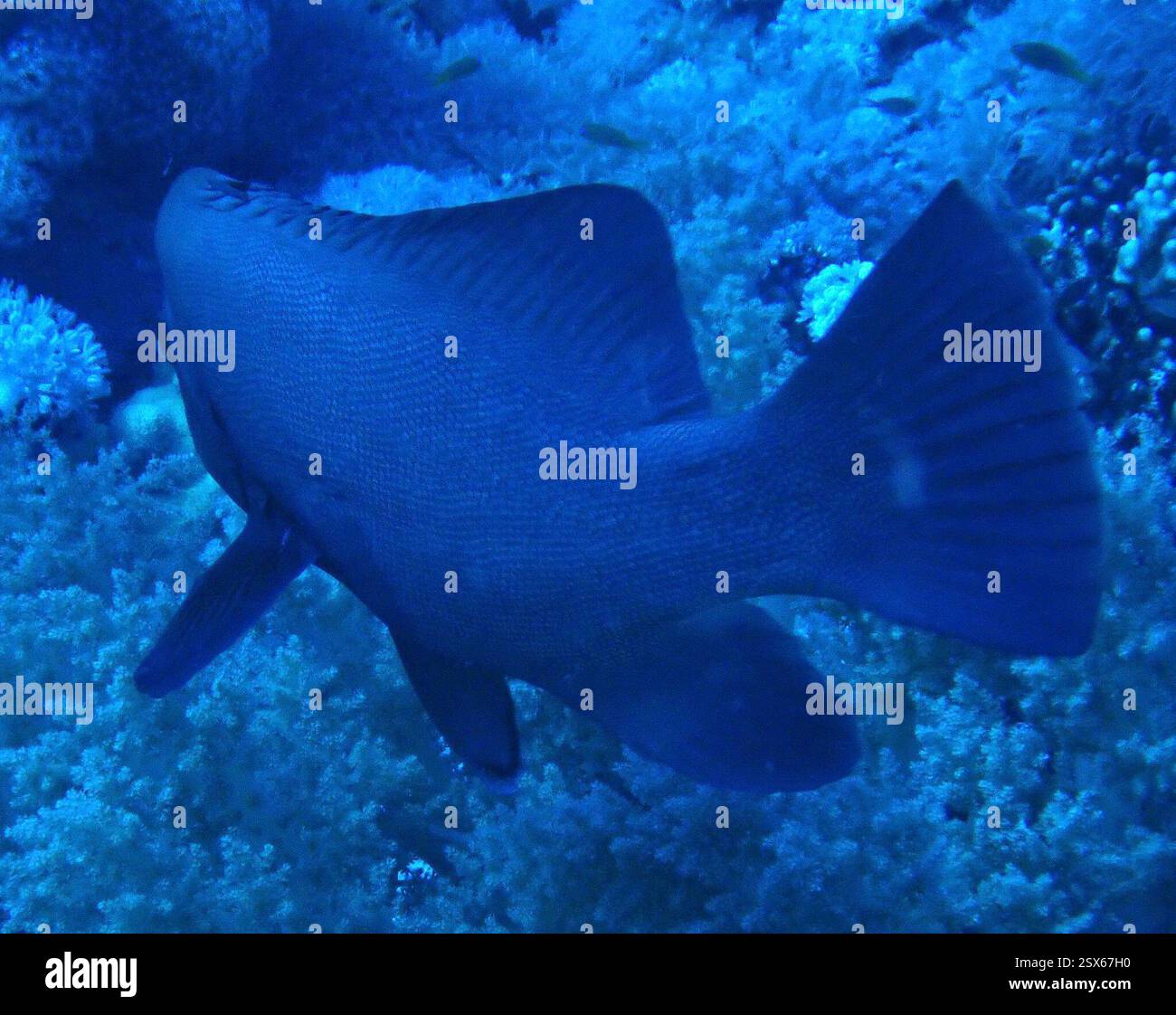 Redmouth Grouper (Aethaloperca rogaa), Actinopterygii, Red Sea, Red Sea ...