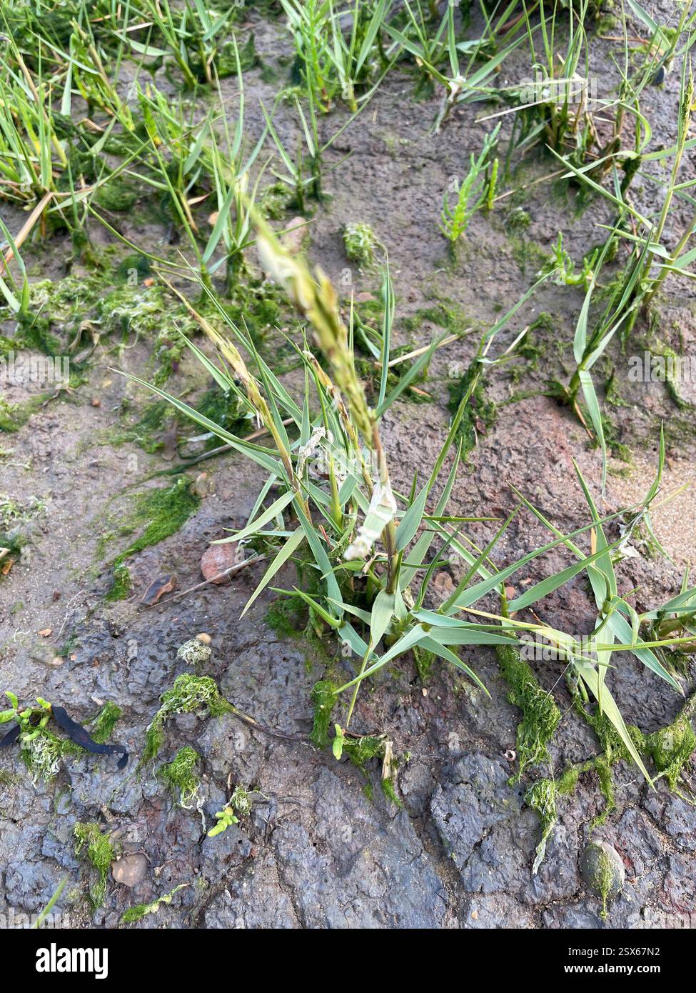 common cordgrass (Sporobolus anglicus), Plantae, Osea Island ...