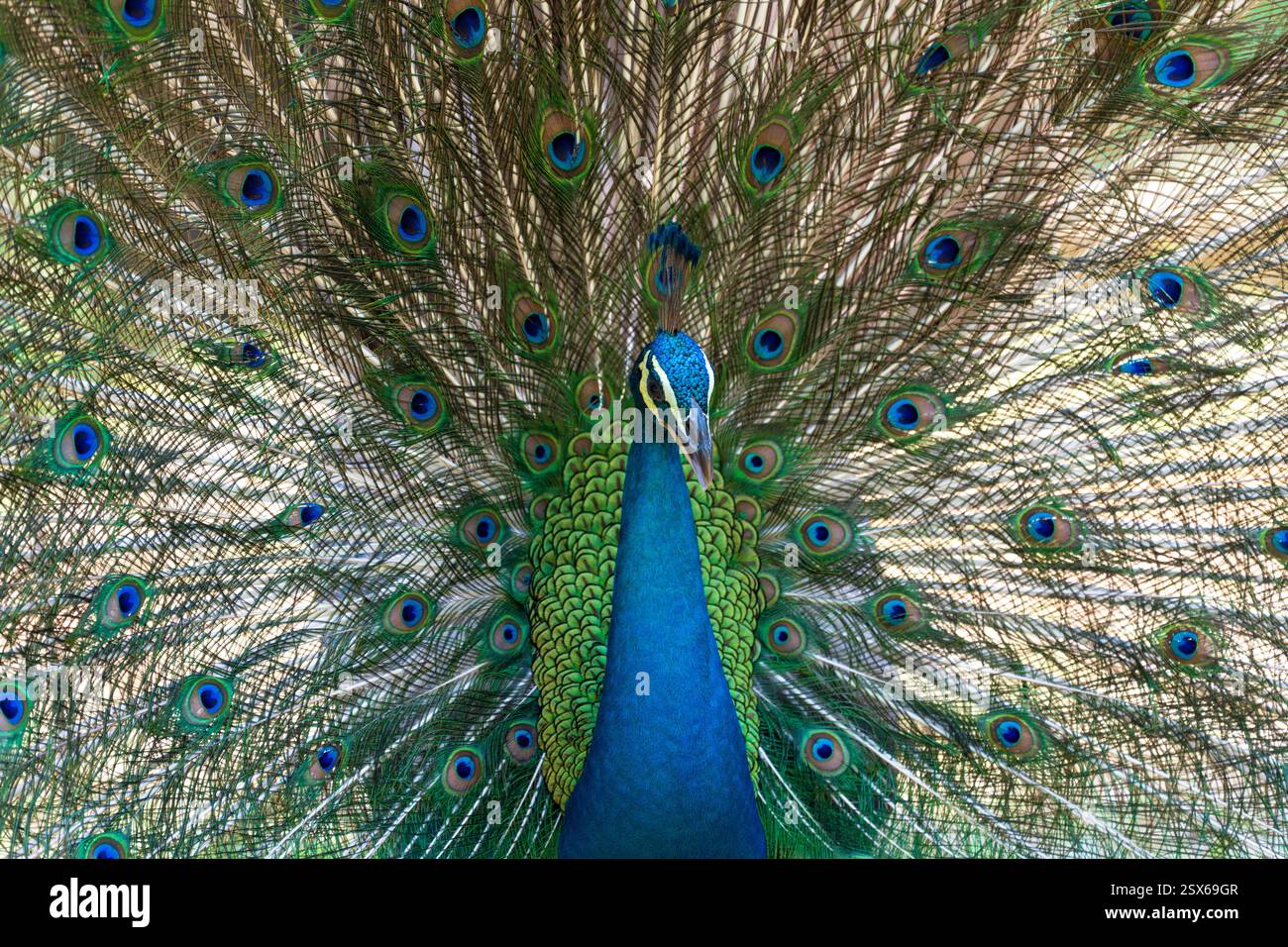 Male peafowl are referred to as peacocks, and female peafowl are ...