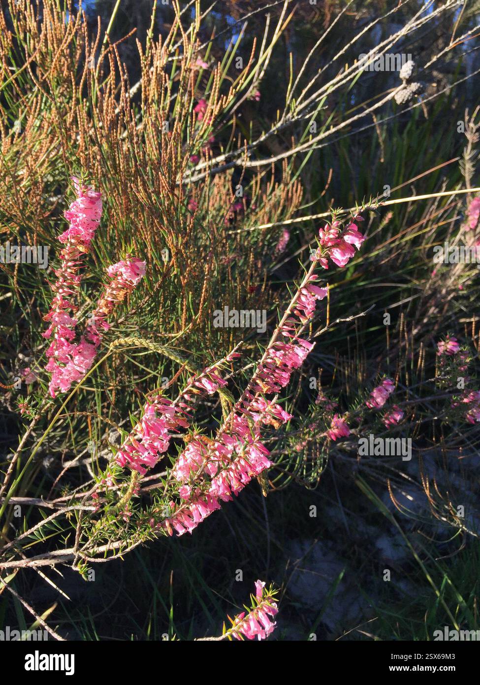 Common Heath (Epacris impressa), Plantae, Bridport TAS 7262, Australia ...
