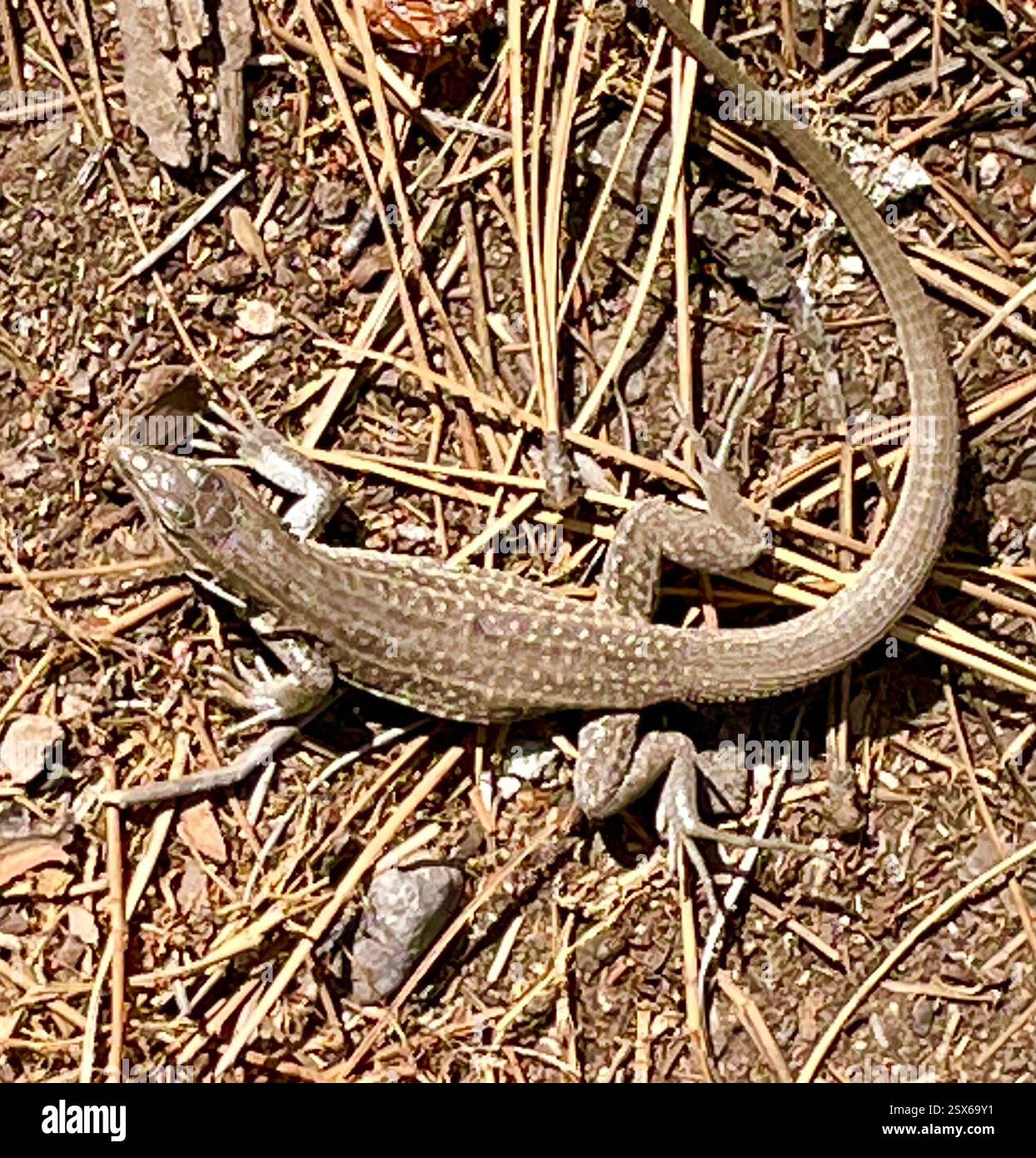 Chihuahuan Spotted Whiptail (Aspidoscelis exsanguis), Reptilia ...