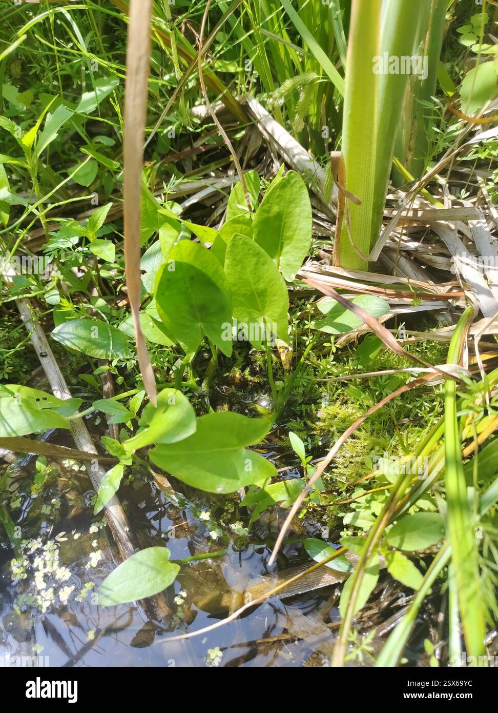 Rimouski neigette hi-res stock photography and images - Alamy