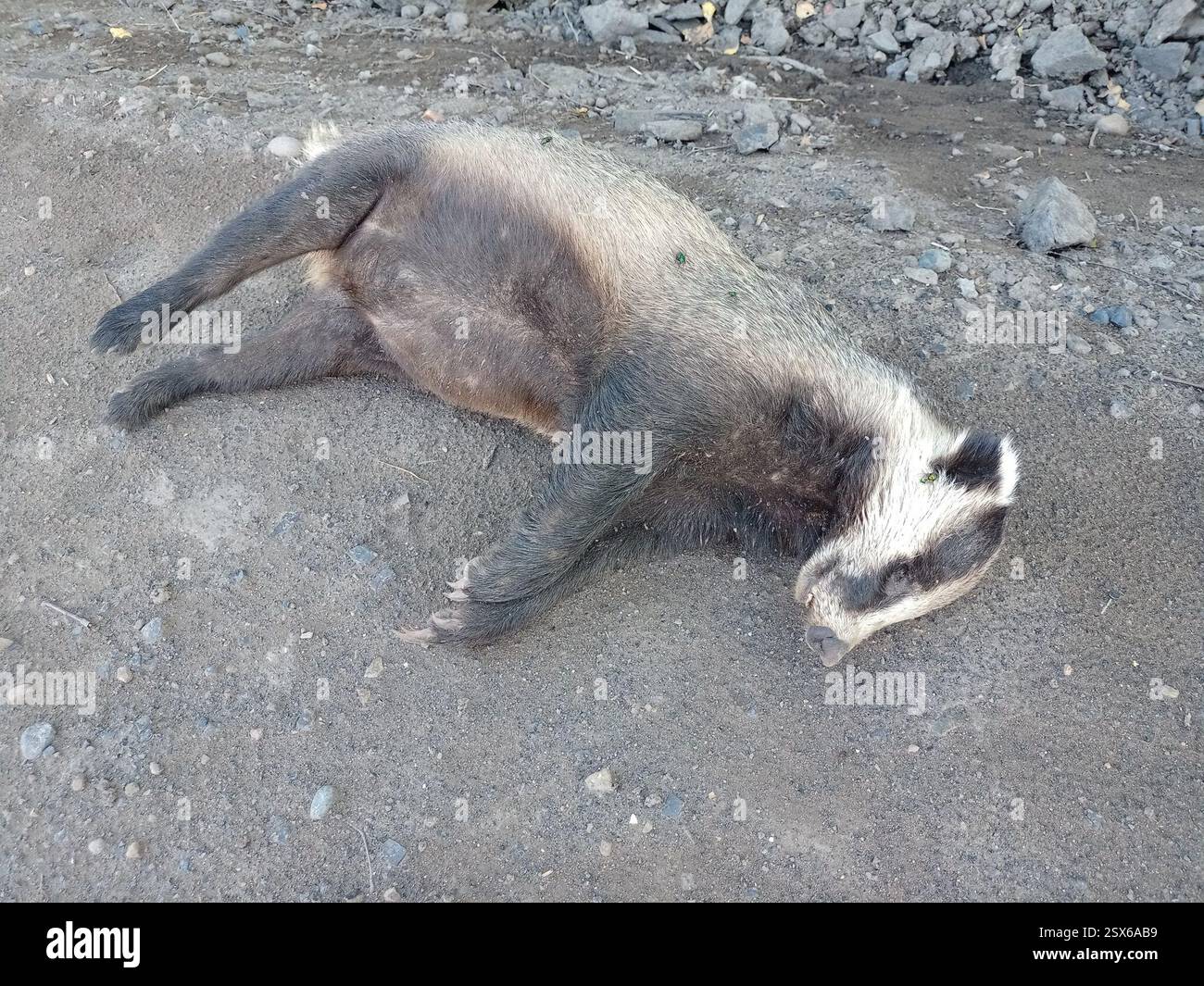 Asian Badger (Meles leucurus), Mammalia, Иркутская обл., Россия, 665441 ...