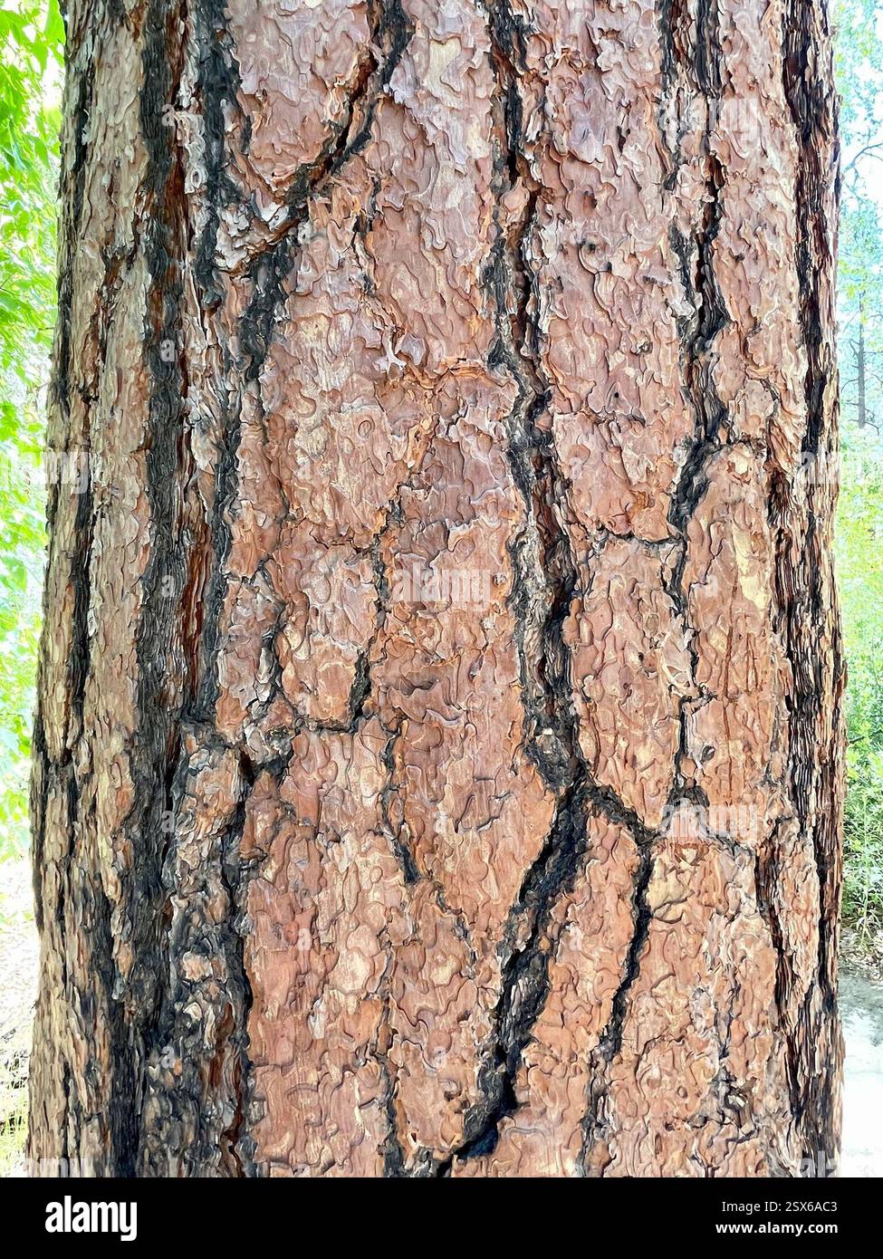 Southwestern Ponderosa Pine (Pinus brachyptera), Plantae, Bandelier ...