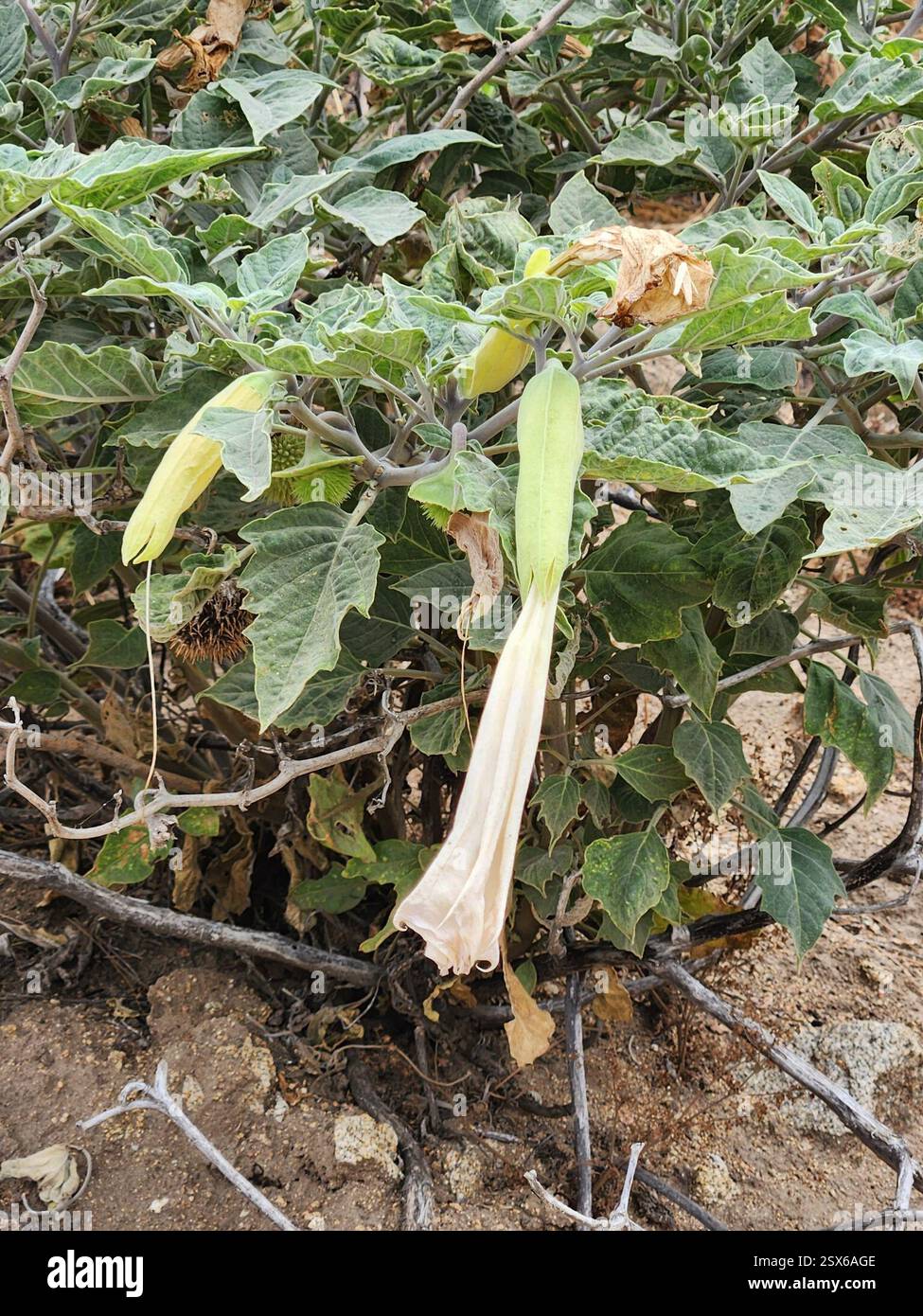 Sacred Datura (Datura wrightii), Plantae, Banning, CA 92220, USA Stock Photo - Alamy