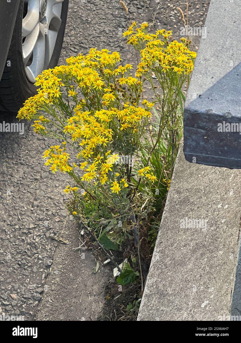 ragwort (Jacobaea vulgaris), Plantae, Prince of Wales Road, Cromer ...
