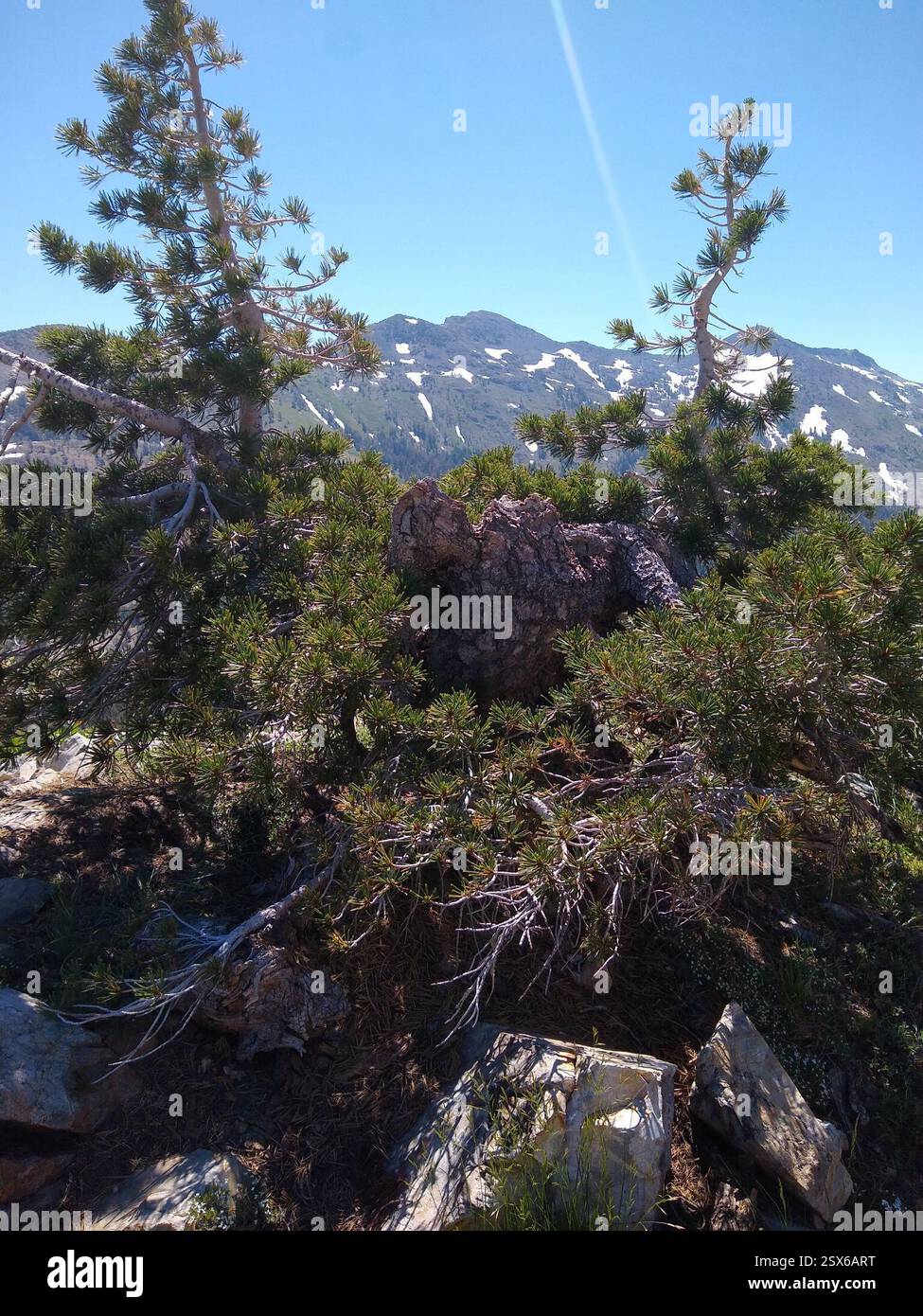 pines (Pinus), Plantae, El Dorado County, CA, USA Stock Photo - Alamy