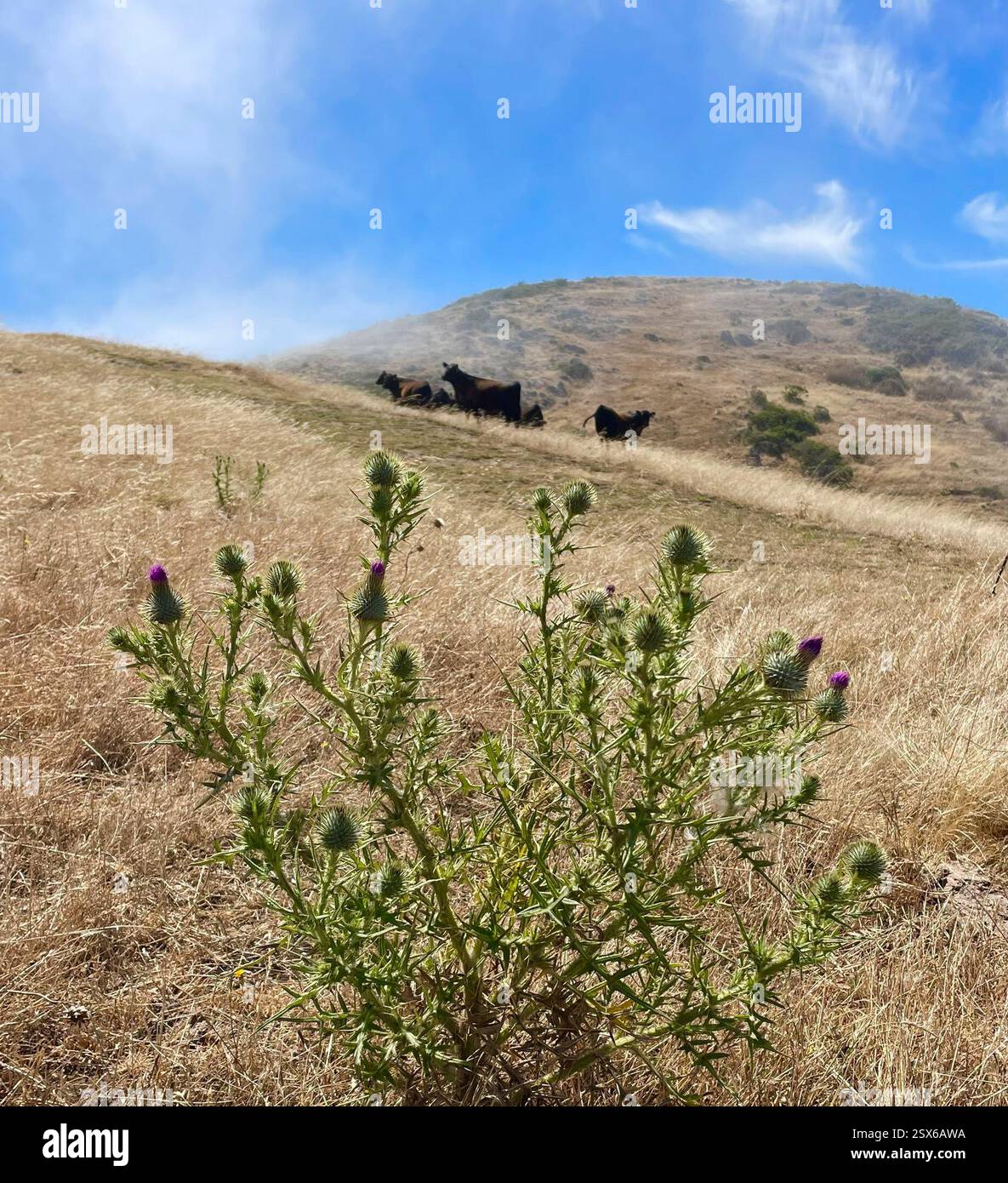 Bull Thistle (Cirsium vulgare), Plantae, Los Padres National Forest ...
