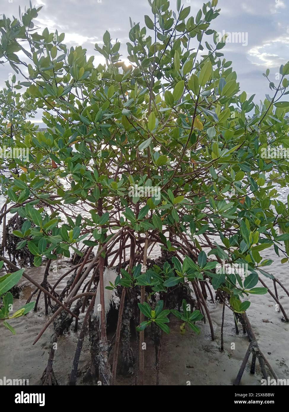 red mangrove (Rhizophora mangle), Plantae, Piúma - Itaputanga, Piúma ...