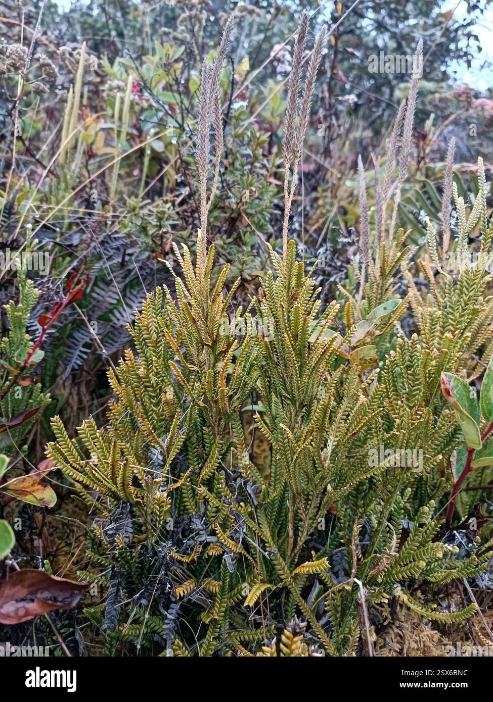 Lycophytes hi-res stock photography and images - Alamy