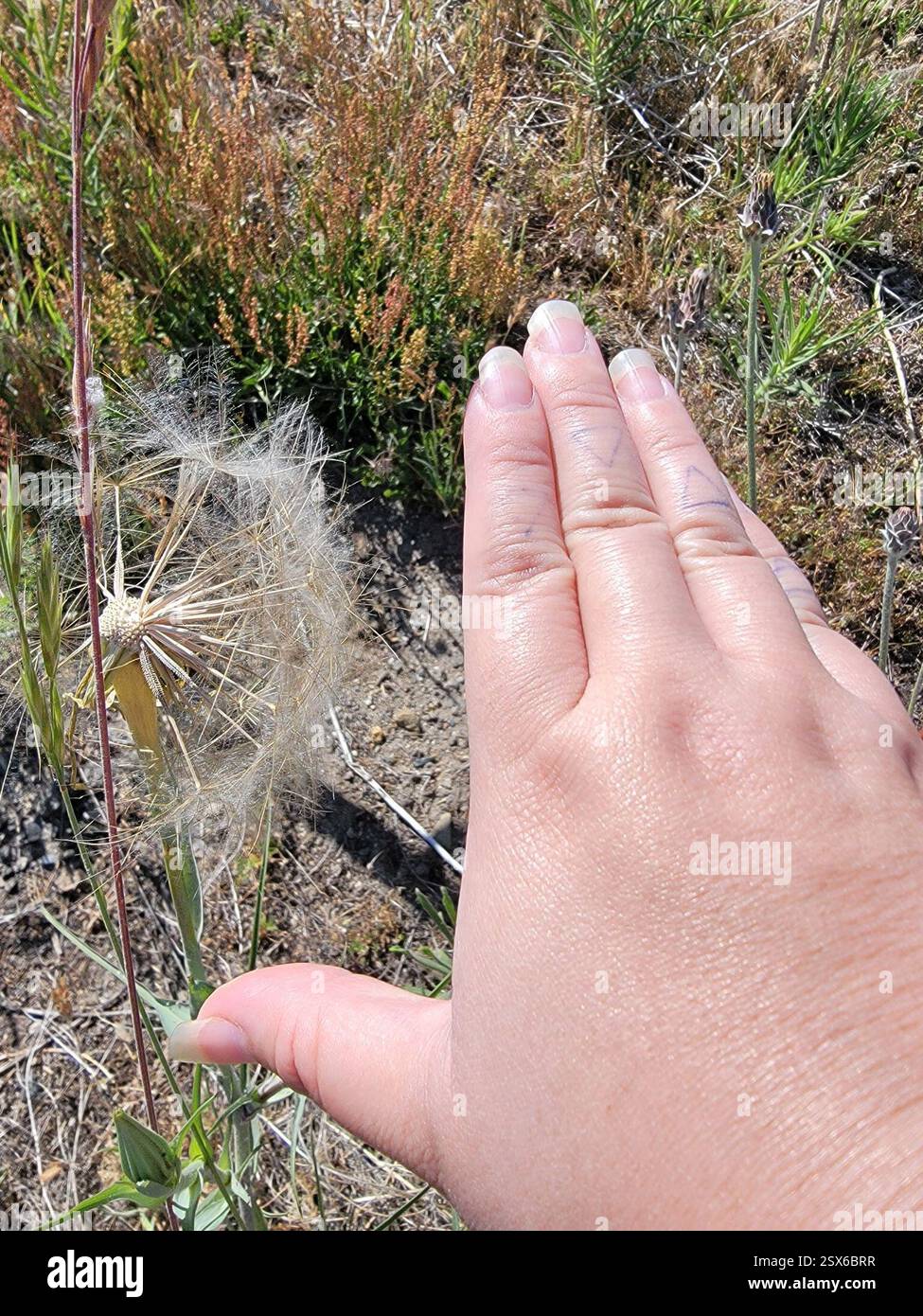 Salsifies (Tragopogon), Plantae, Shaver Lake, CA, USA Stock Photo - Alamy