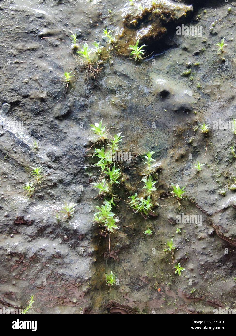 (Funariaceae), Plantae, 8823 Obermartelingen, Luxemburg, In underground ...