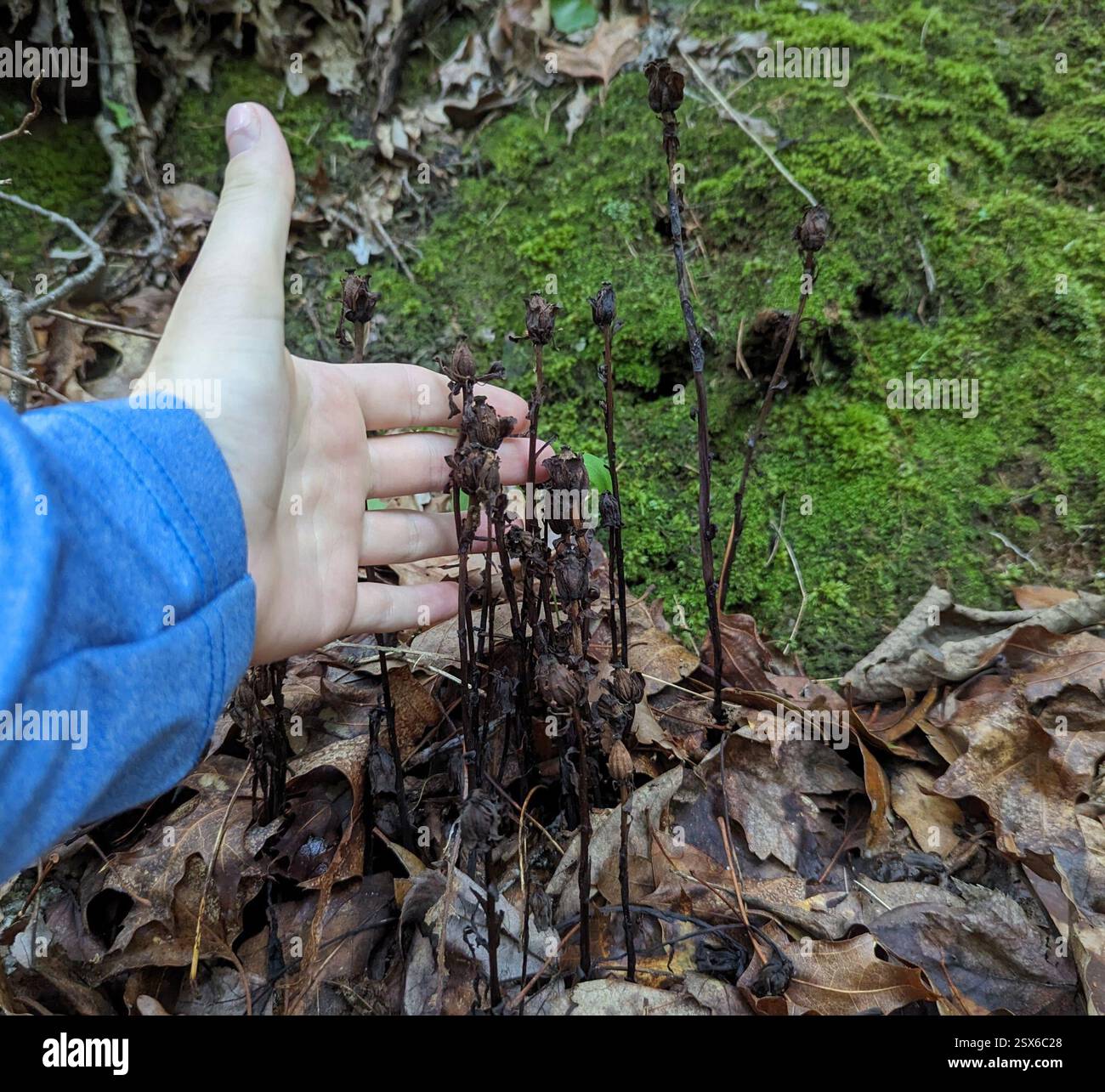 Ghost Pipe (Monotropa uniflora), Plantae, Hiawassee, GA 30546, USA ...