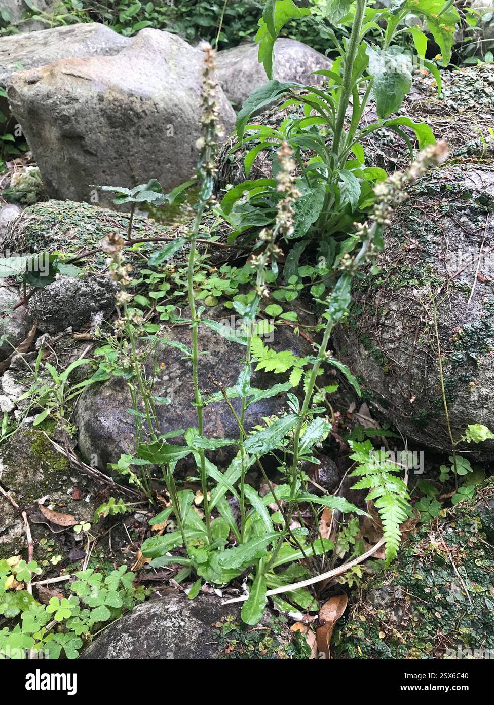Elegant Cudweed (Gamochaeta impatiens), Plantae, Satochosato ...