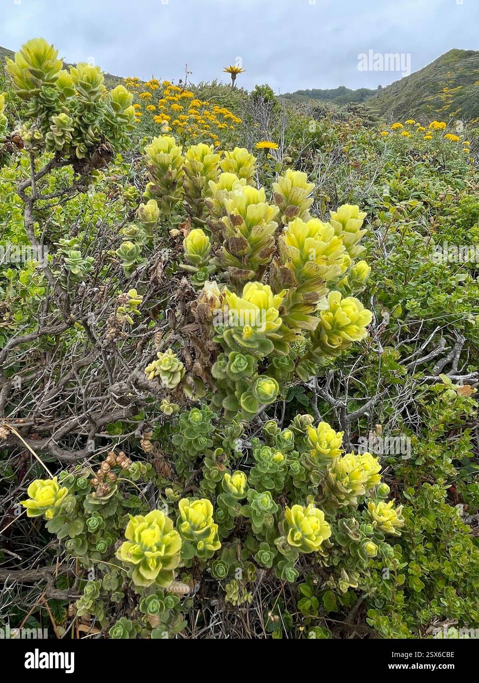 Monterey Indian Paintbrush (Castilleja latifolia), Plantae, Andrew ...
