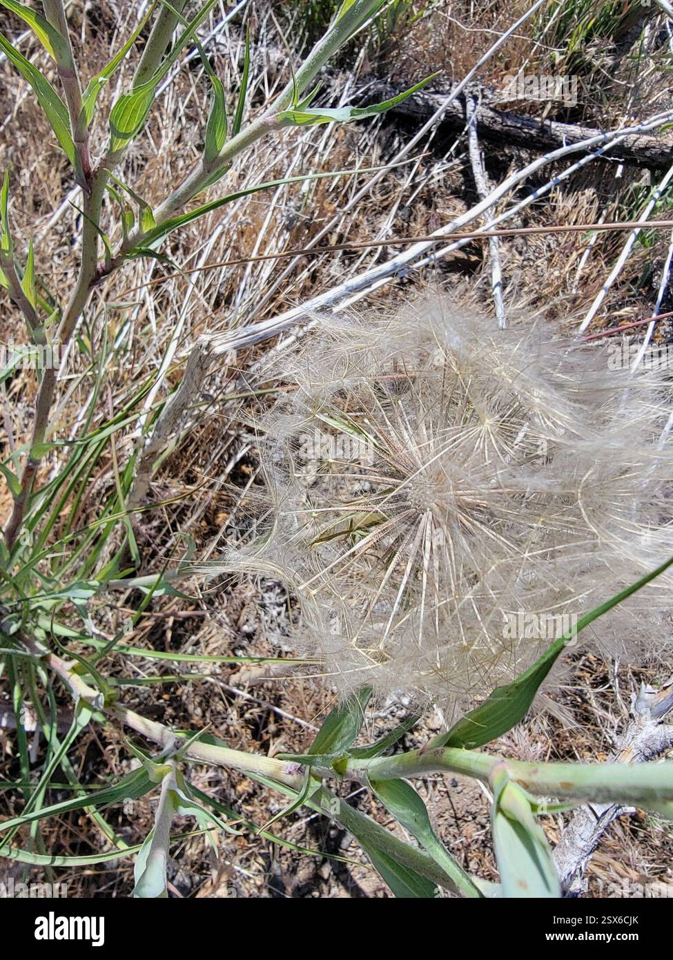 Salsifies (Tragopogon), Plantae, Shaver Lake, CA, USA Stock Photo - Alamy