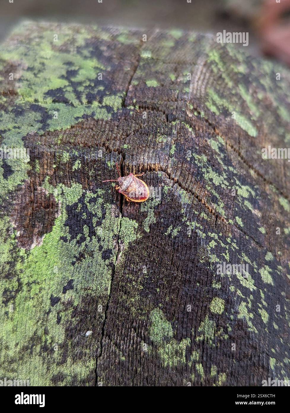 (Dendrocoris), Insecta, Boonton, NJ 07005, USA Stock Photo - Alamy