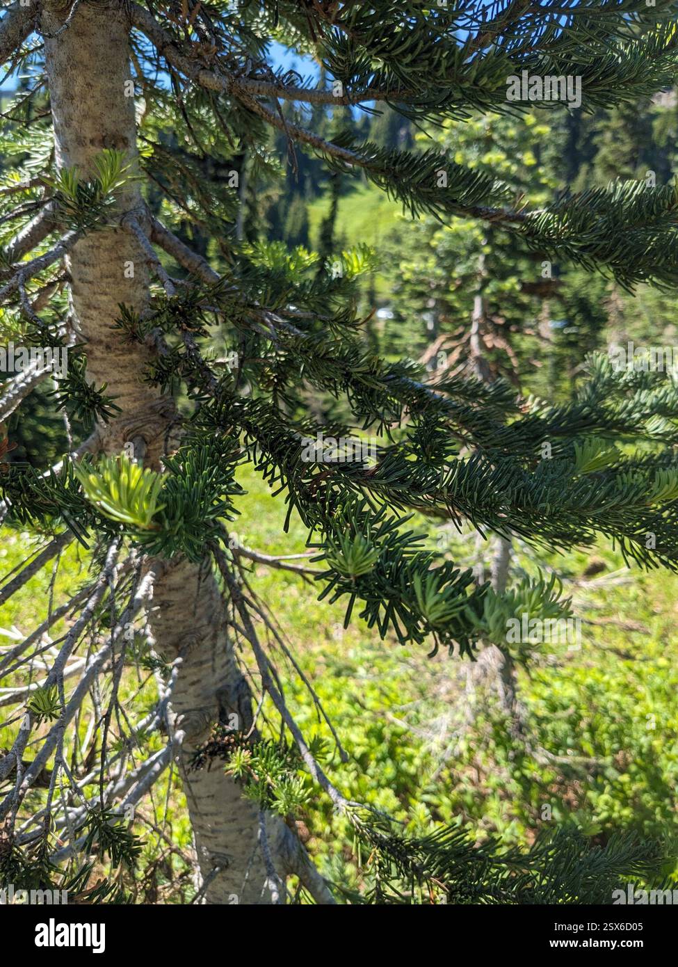 subalpine fir (Abies lasiocarpa), Plantae, Paradise Inn Stock Photo - Alamy
