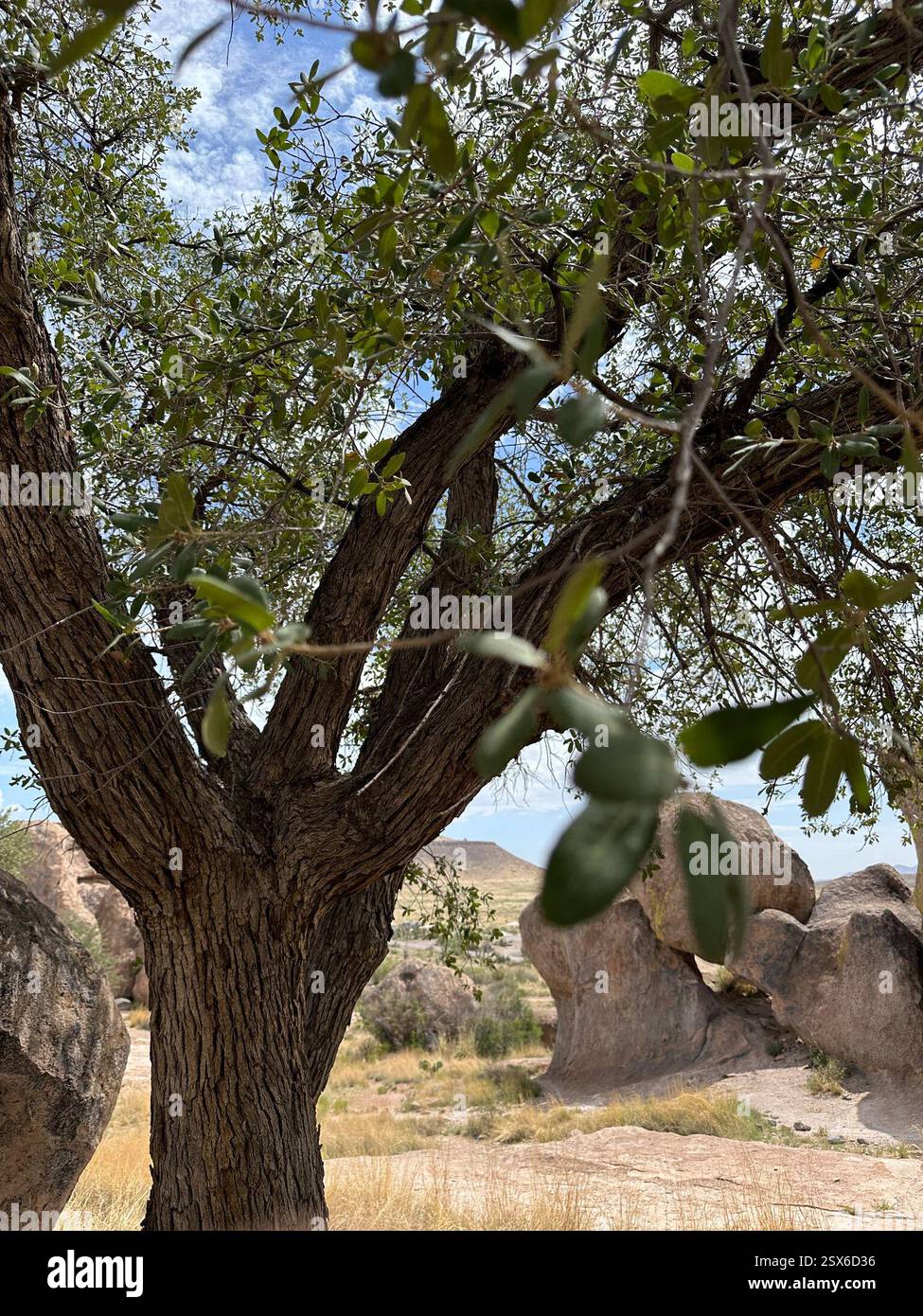 Arizona white oak (Quercus arizonica), Plantae, City of Rocks State ...