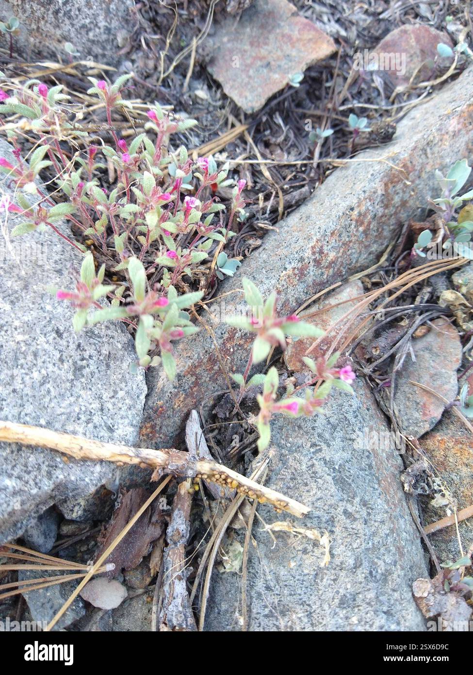 slender monkeyflower (Diplacus leptaleus), Plantae, El Dorado County ...