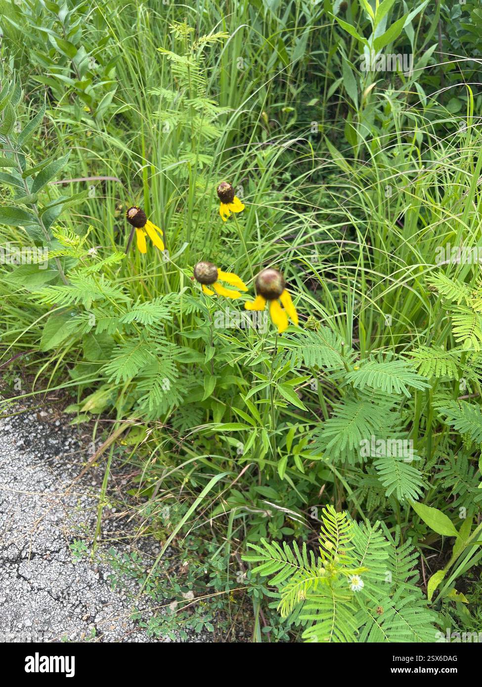 grey-headed coneflower (Ratibida pinnata), Plantae, Jerry Smith Park ...