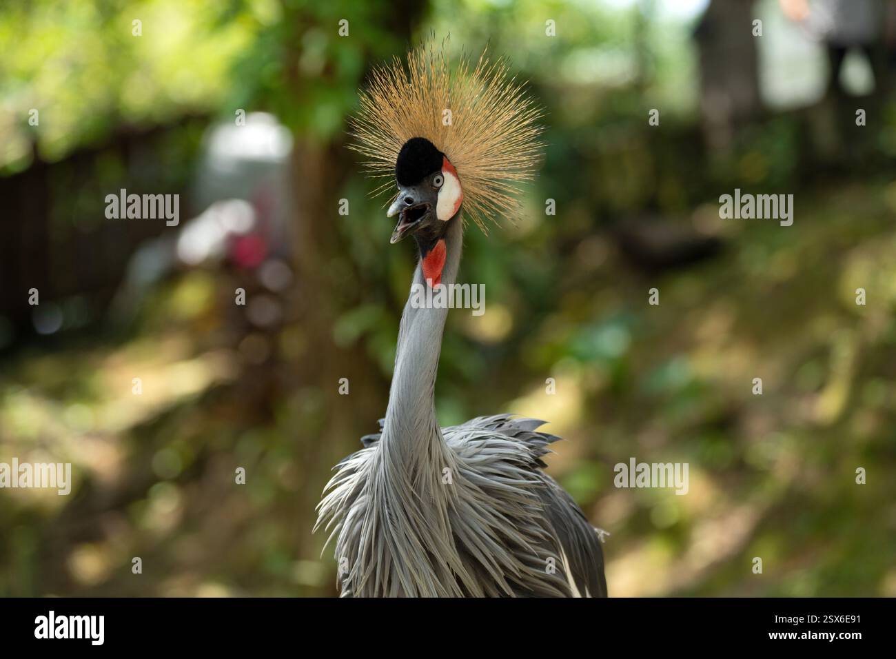Grey crowned crane. It is found in nearly all of Africa, especially in ...