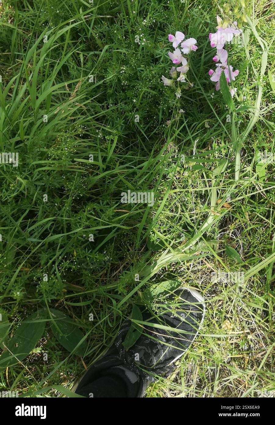 Prostrate sweet pea hi-res stock photography and images - Alamy