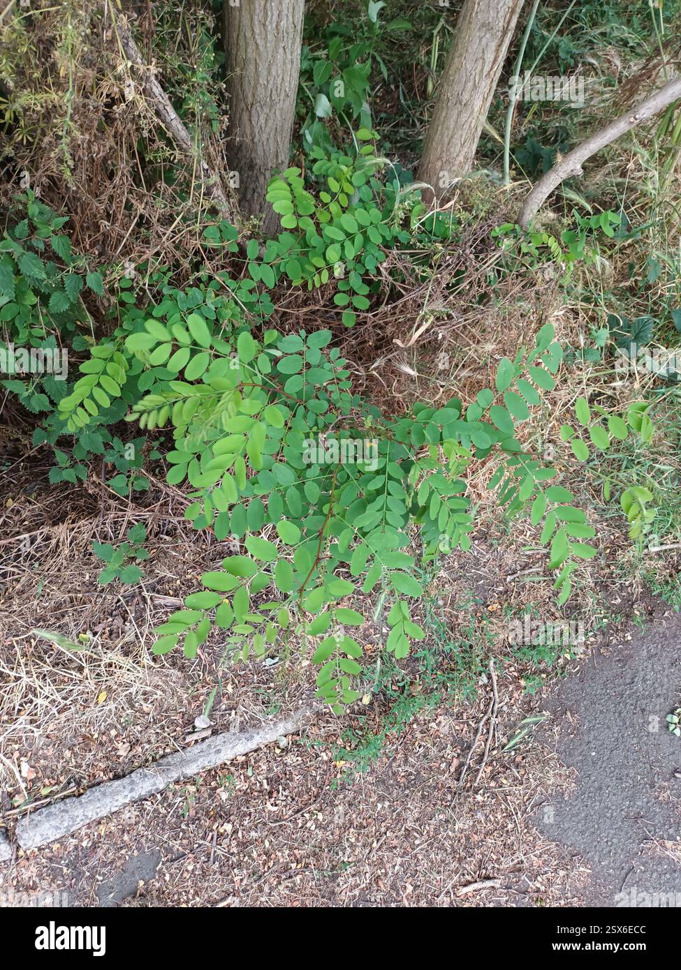 black locust (Robinia pseudoacacia), Plantae, Brierley Hill, UK Stock ...