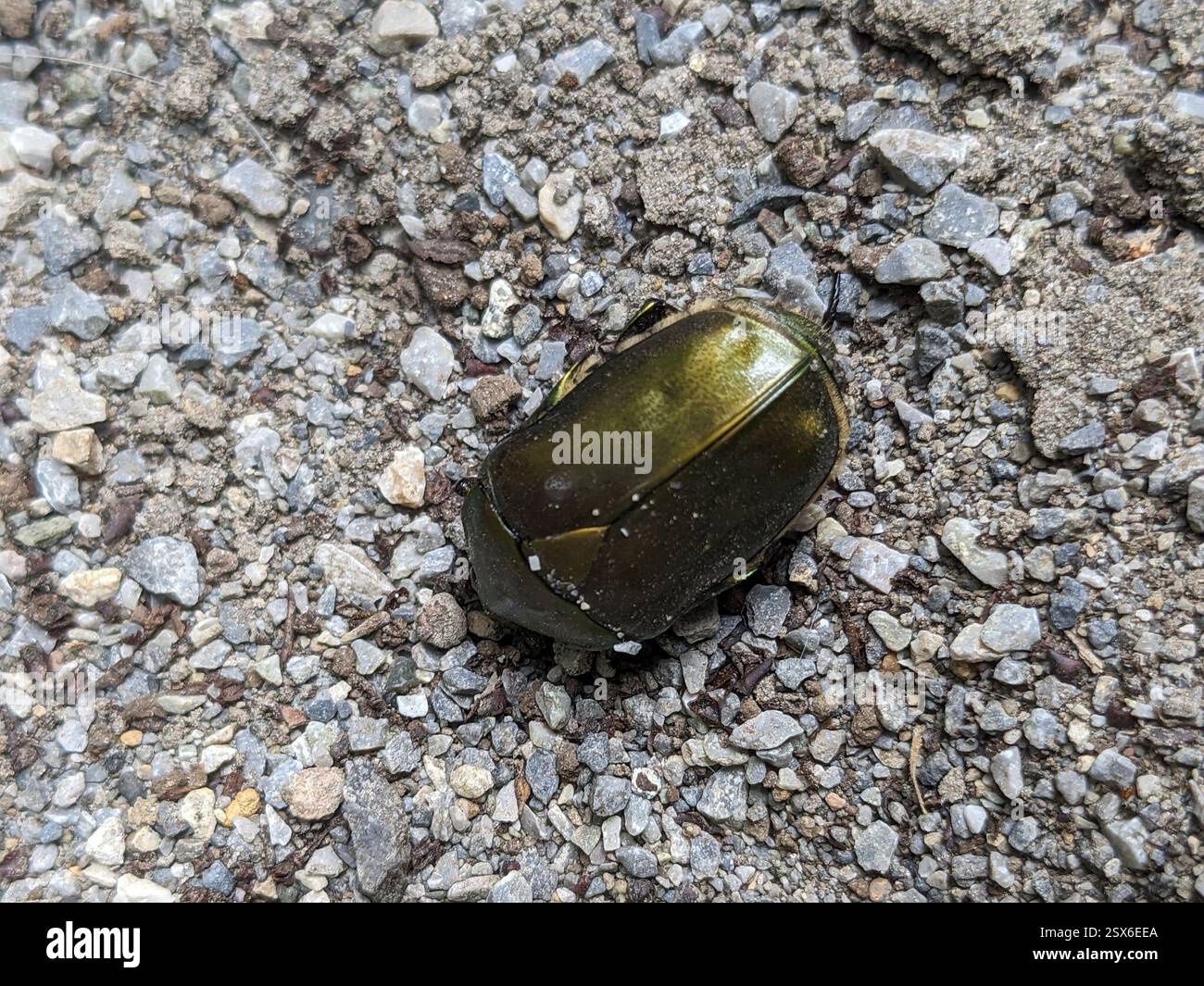 Japanese Drone Beetle (Pseudotorynorrhina japonica), Insecta ...