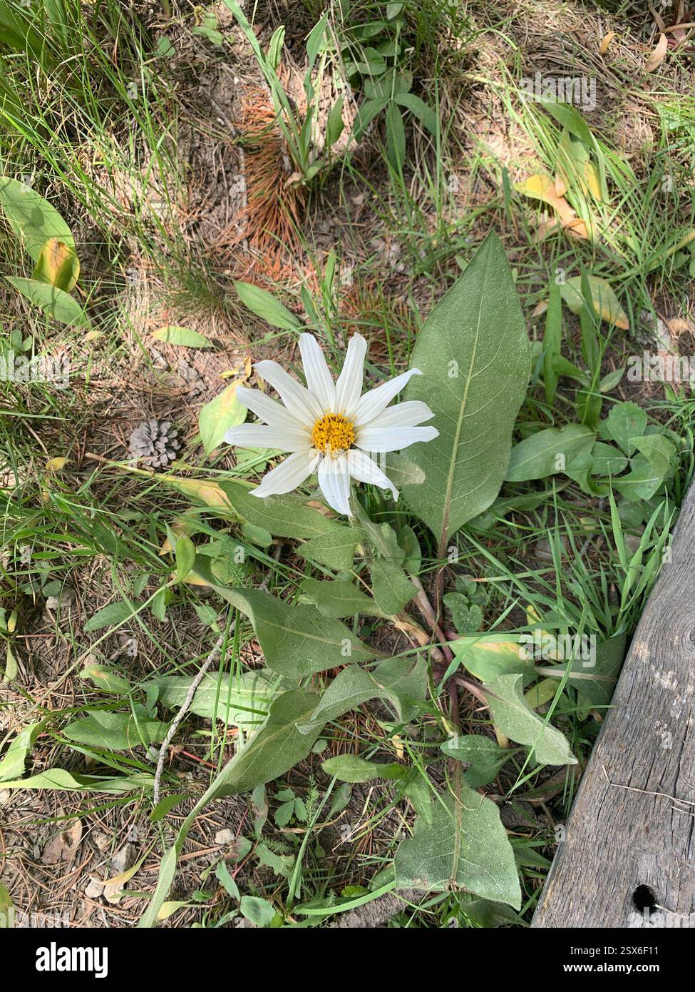 vascular plants (Tracheophyta), Plantae, Custer Gallatin National ...