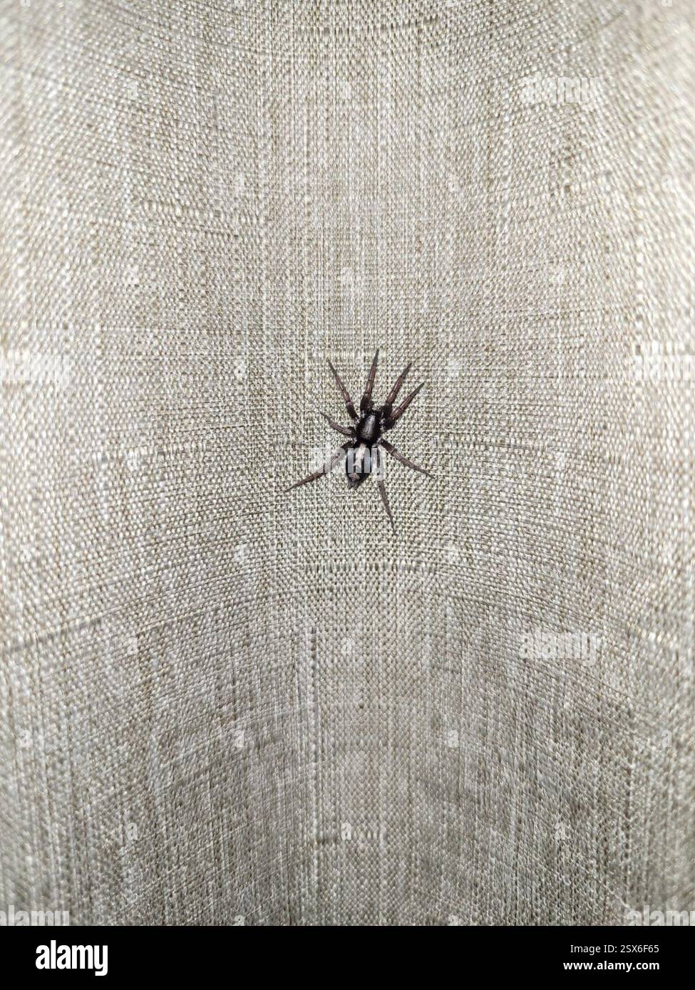 Eastern Parson Spider (Herpyllus ecclesiasticus), Arachnida, Ohio, US Stock Photo - Alamy