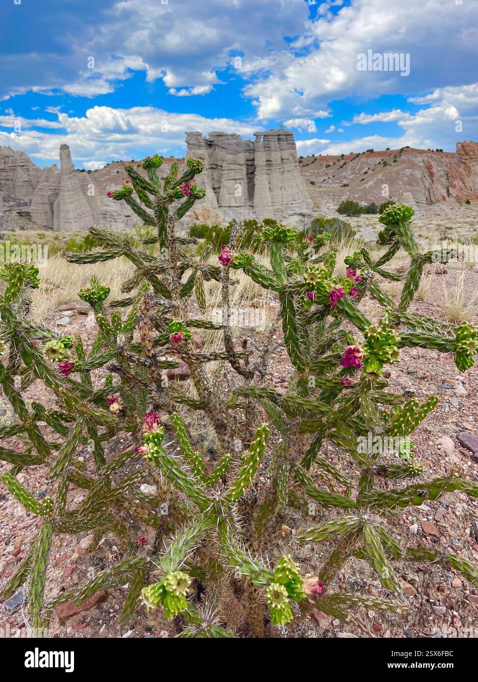 Northern Tree Cholla (Cylindropuntia imbricata imbricata), Plantae, CR ...