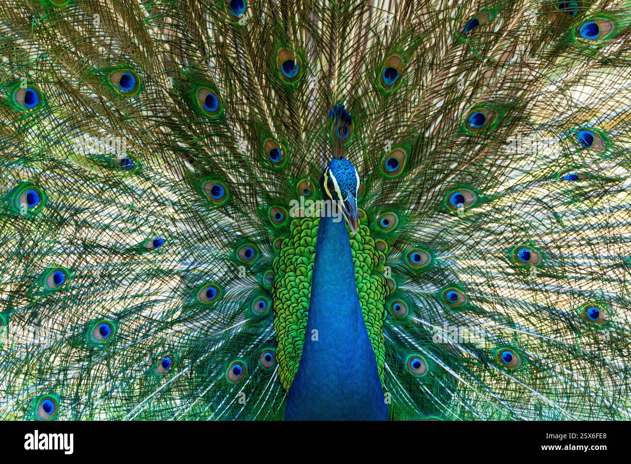 Male peafowl are referred to as peacocks, and female peafowl are ...