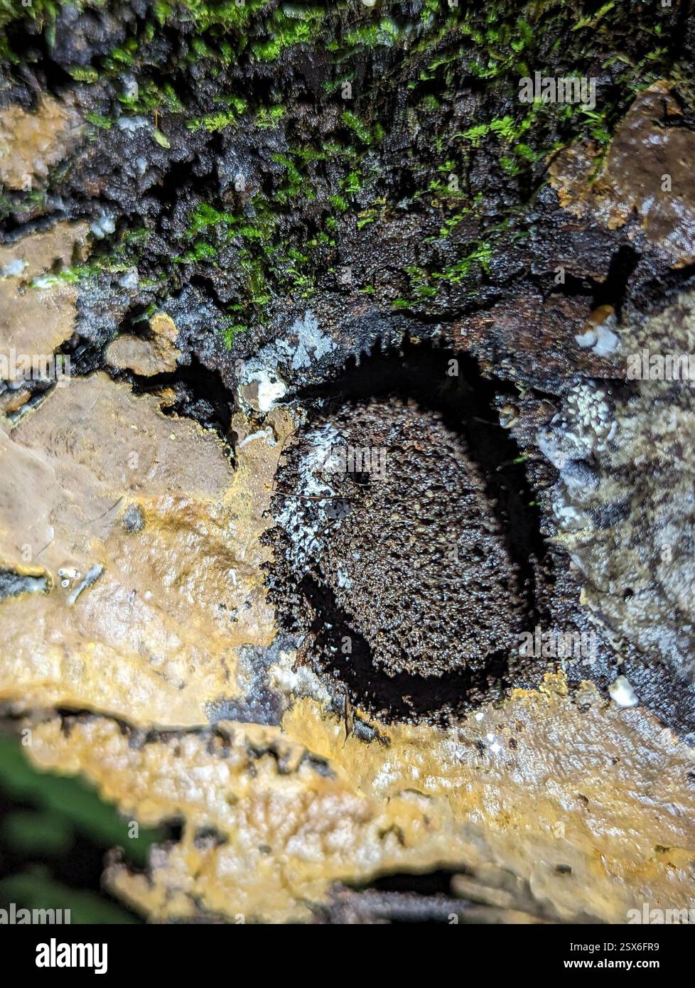 (Quindina), Arachnida, Corregimiento de Cristóbal, Panama, Cool arachnid with mud nest! https ...