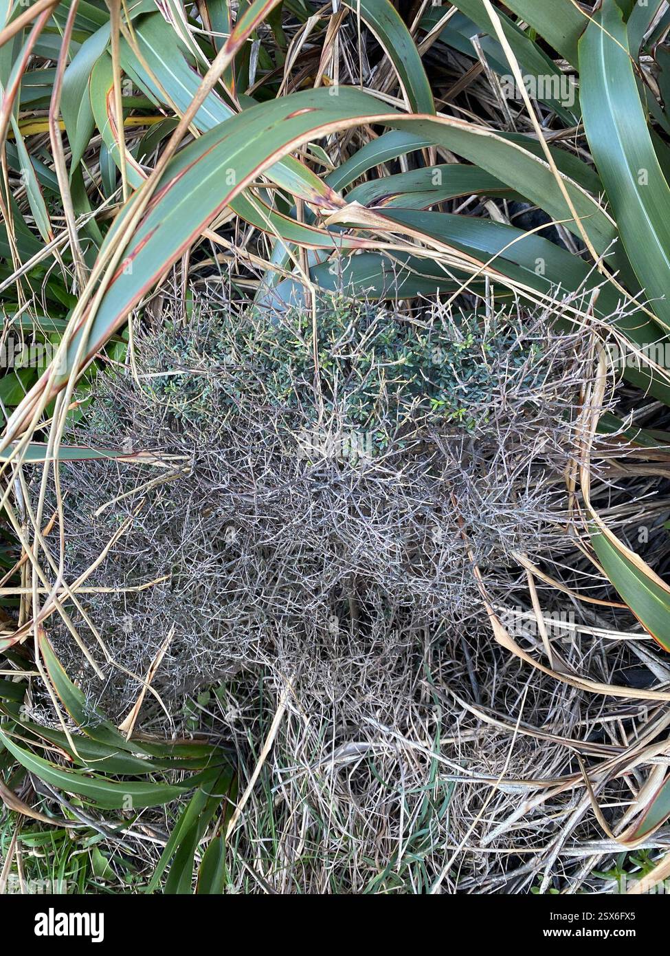Coastal tree daisy (Olearia solandri), Plantae, Wellington, NZ-WG, NZ ...