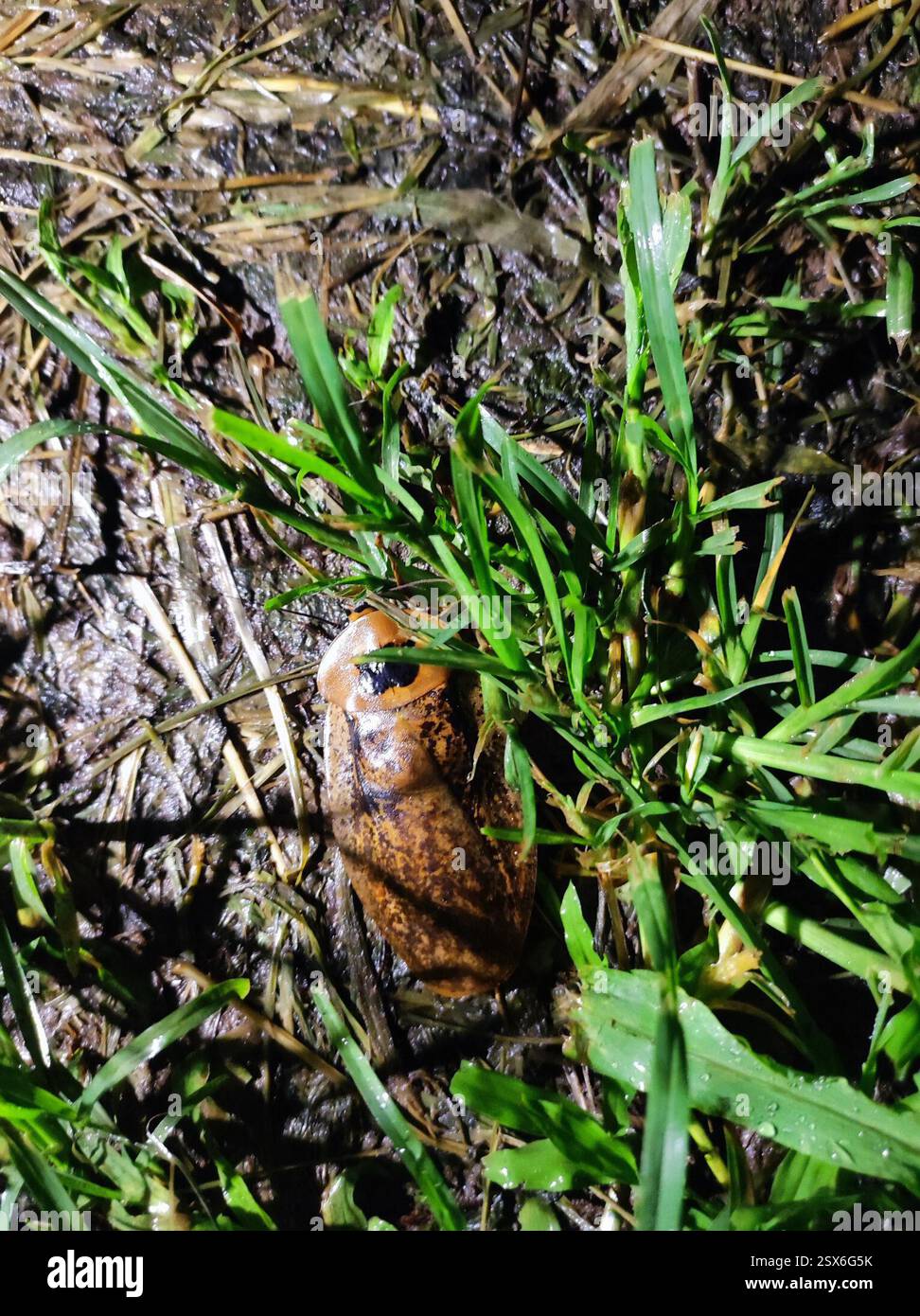 Peppered Cockroach (Archimandrita tessellata), Insecta, Pitahaya ...