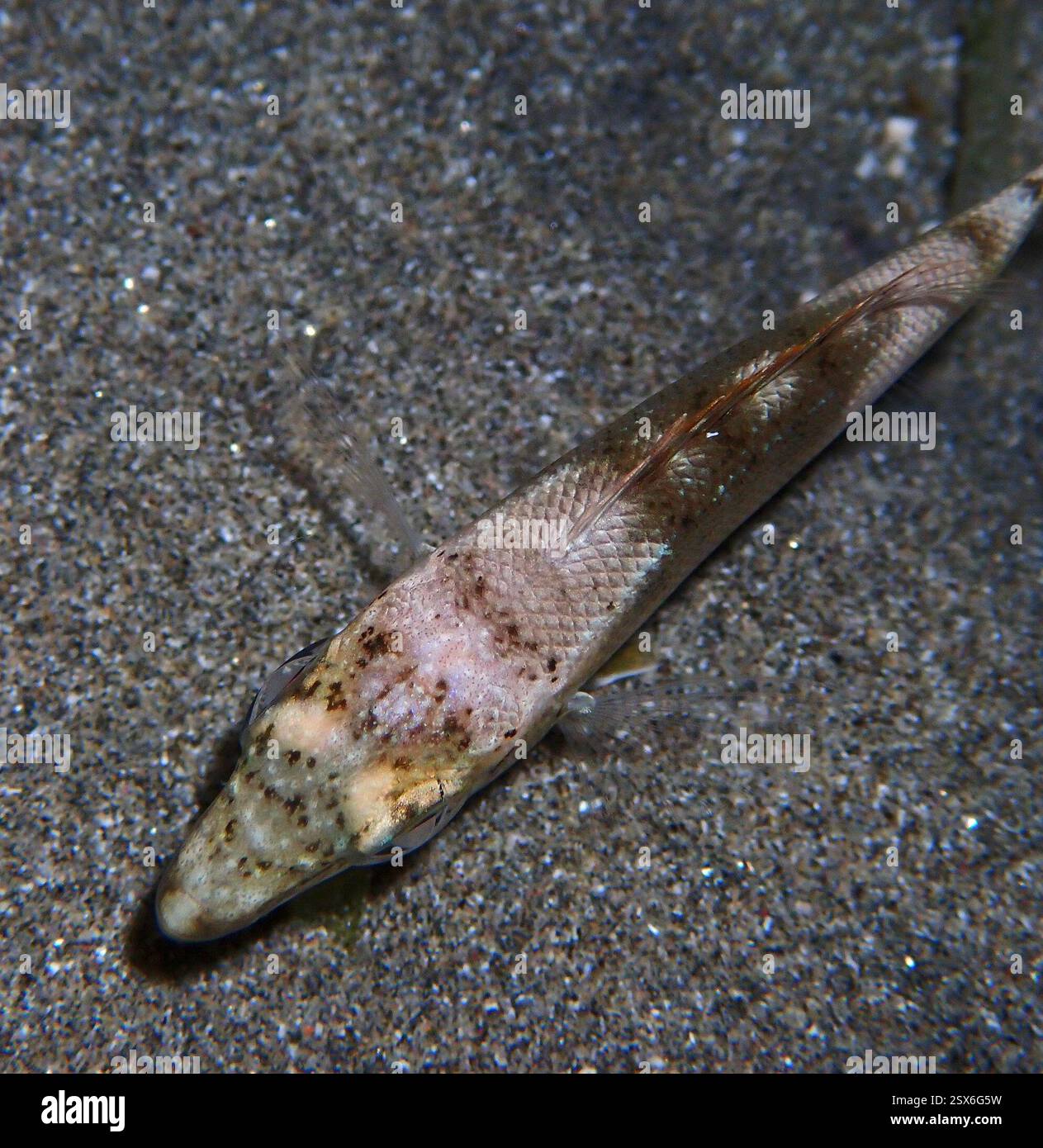 Ray-finned Fishes (Actinopterygii), Actinopterygii, Dibab, Red Sea, EG ...