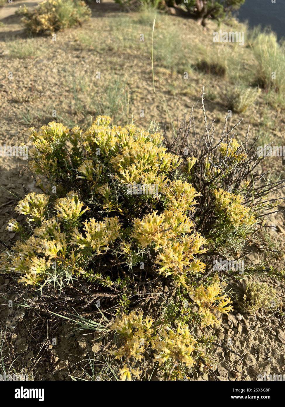 (Asteroideae), Plantae, Steinaker State Park, Vernal, UT, US Stock ...
