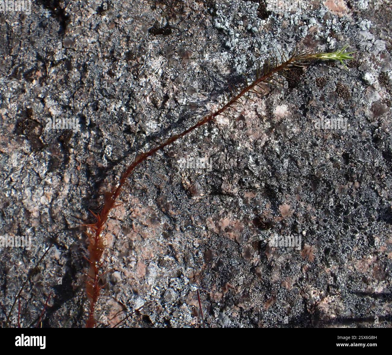 haircap mosses (Polytrichum), Plantae, Abernethy National Nature ...