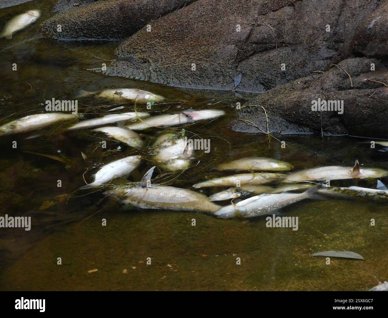 Bony Bream (Nematalosa erebi), Actinopterygii, Ormiston Gorge, Mount ...
