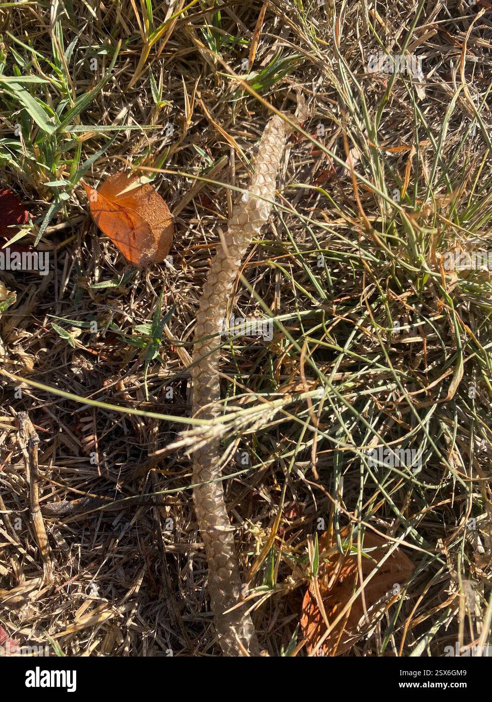 Snakes (Serpentes), Reptilia, University of Limpopo, Pietersburg, LP ...